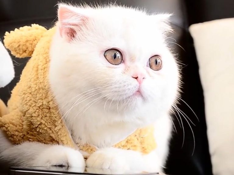 7 Unique Flat-Faced Cats Their Traits And Care Tips