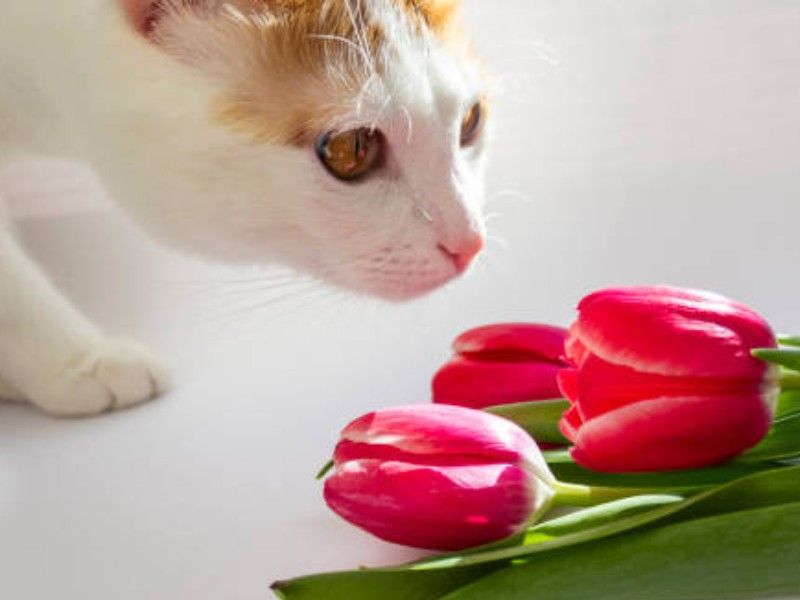 Are Roses Toxic to Cats? | A Safety Guide for Cat Owners - Breeds of Cats